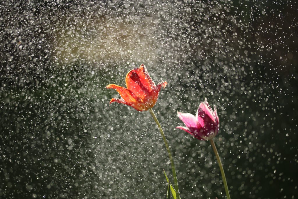 How to Build a Rain Garden - Purple Flower