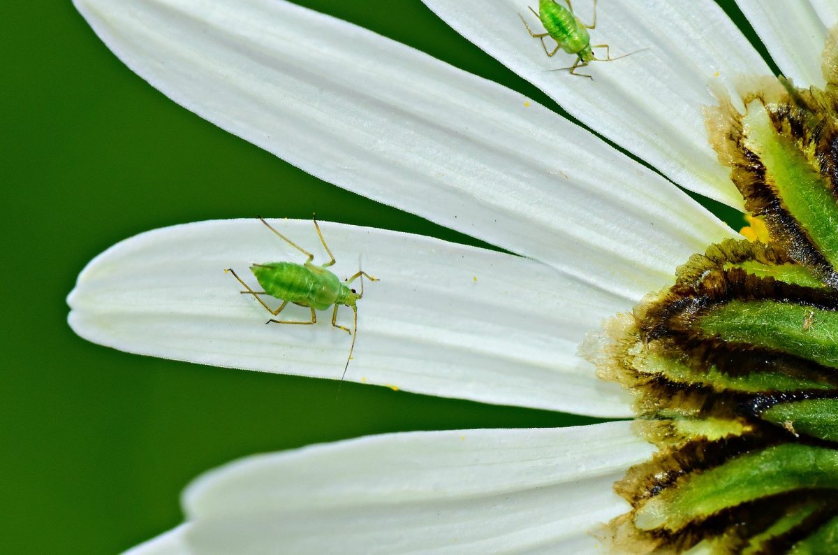 How to Get Rid of Aphids - Purple Flower