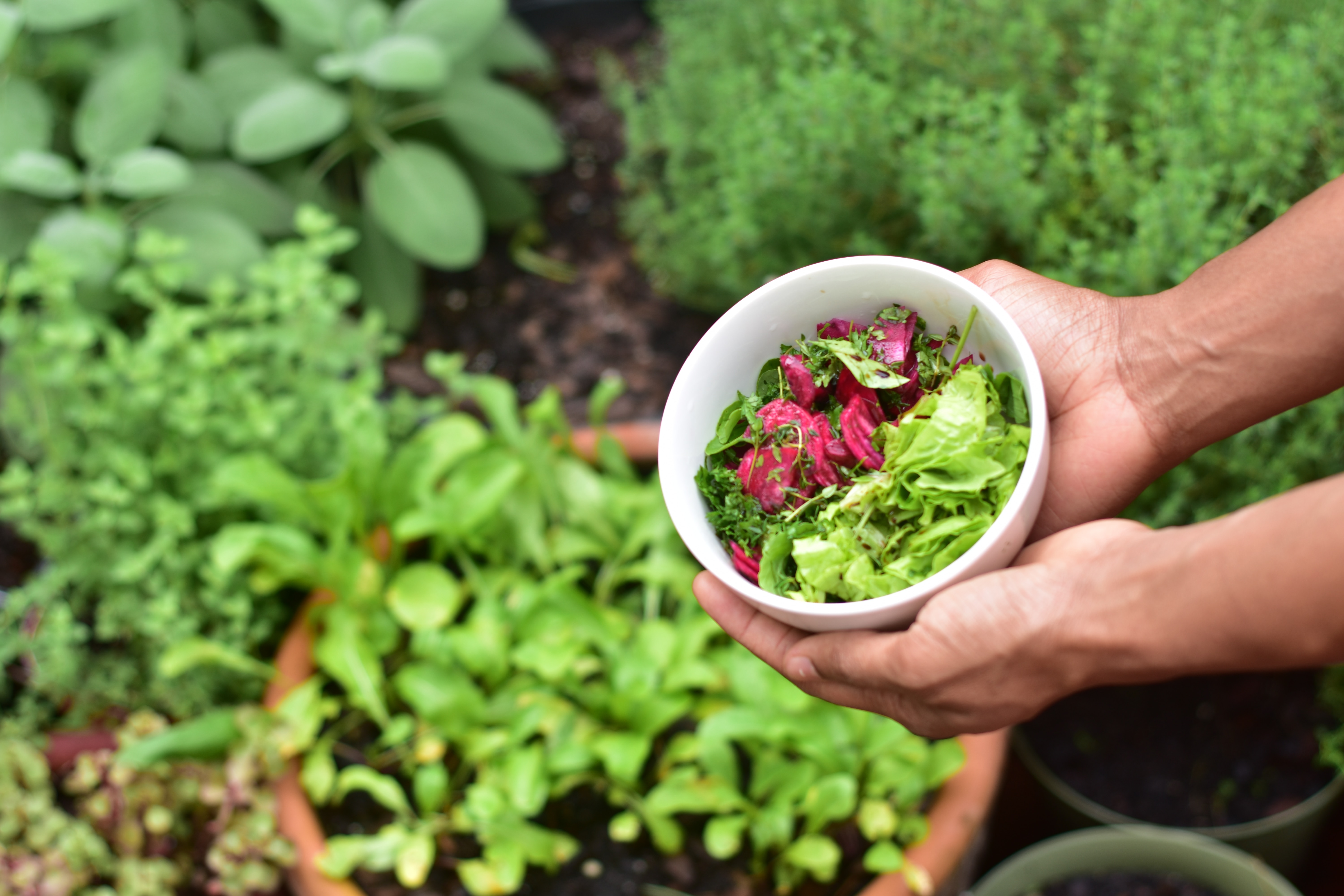 How to Cook Fresh Food from the Garden - Purple Flower