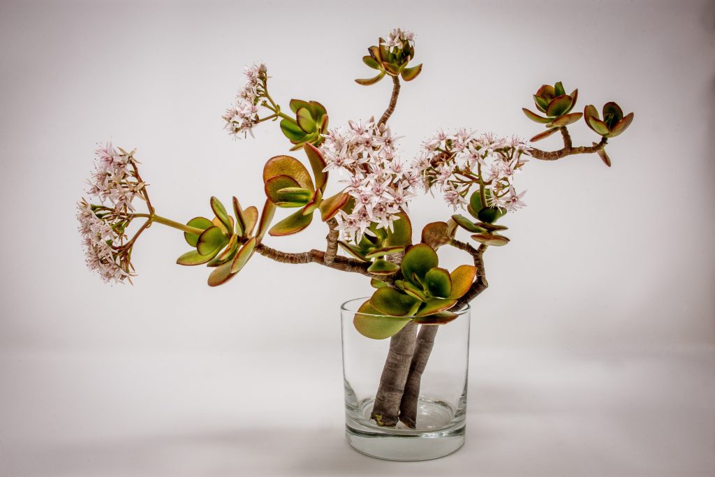 Types of Jade Plants and Care Guide - Purple Flower