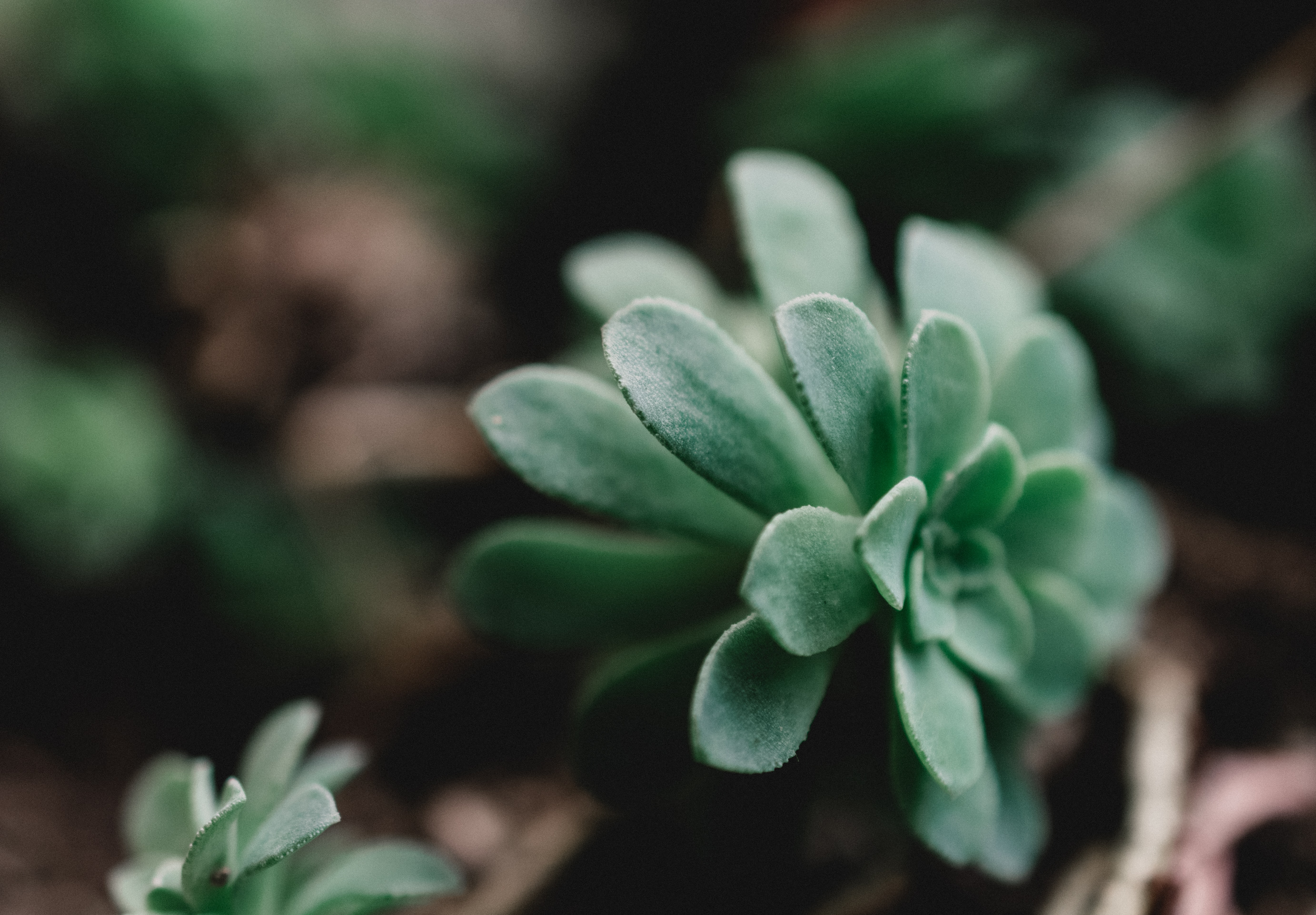 Types of Jade Plants and Care Guide - Purple Flower