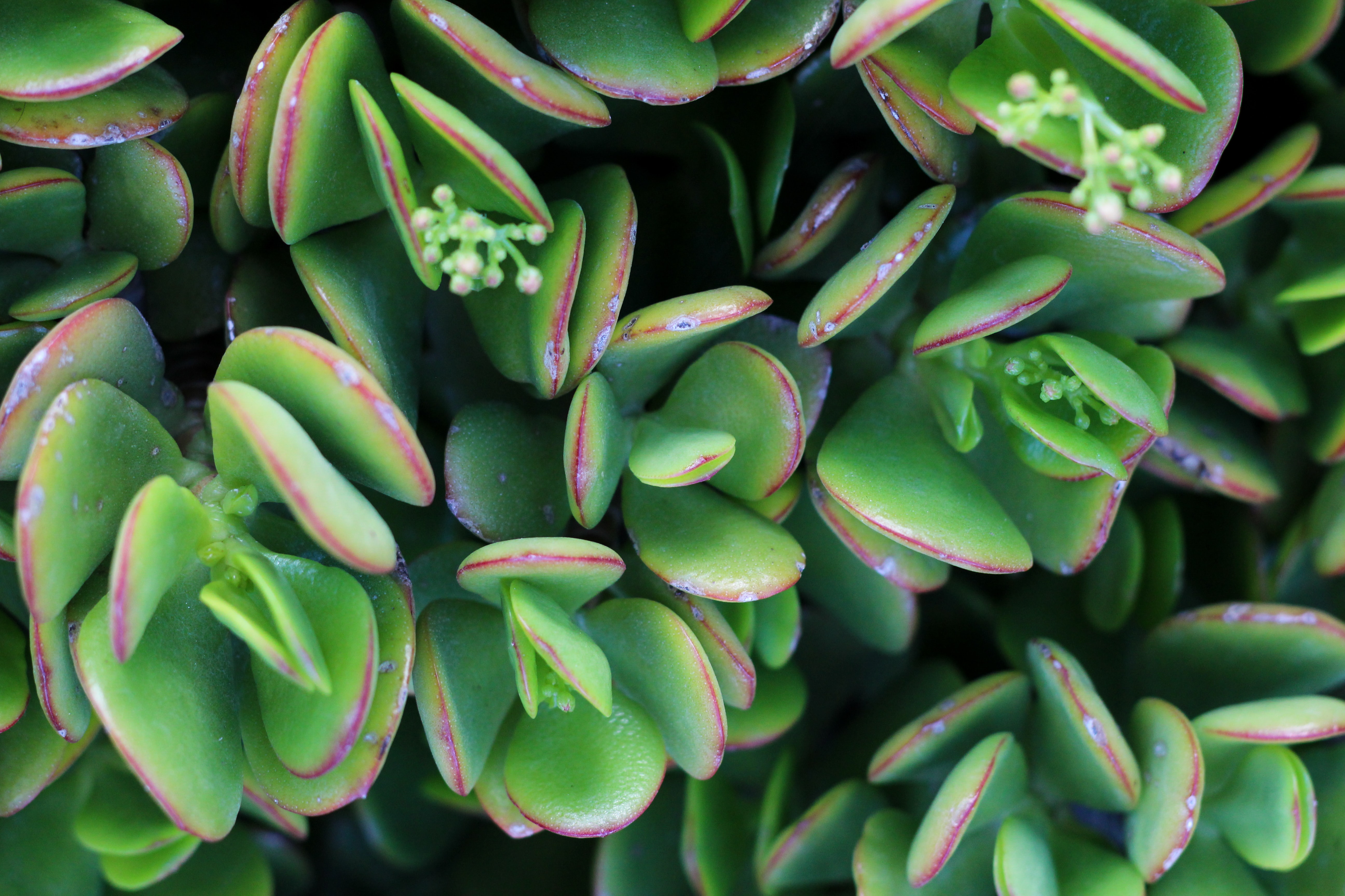Types of Jade Plants and Care Guide - Purple Flower