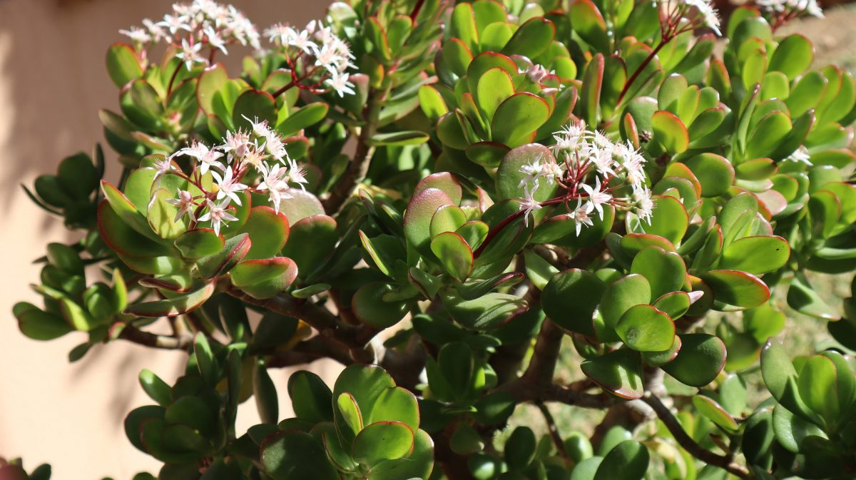 Types of Jade Plants and Care Guide - Purple Flower