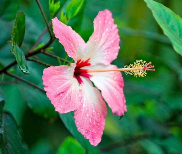 What Is a Botanical Garden? - Purple Flower