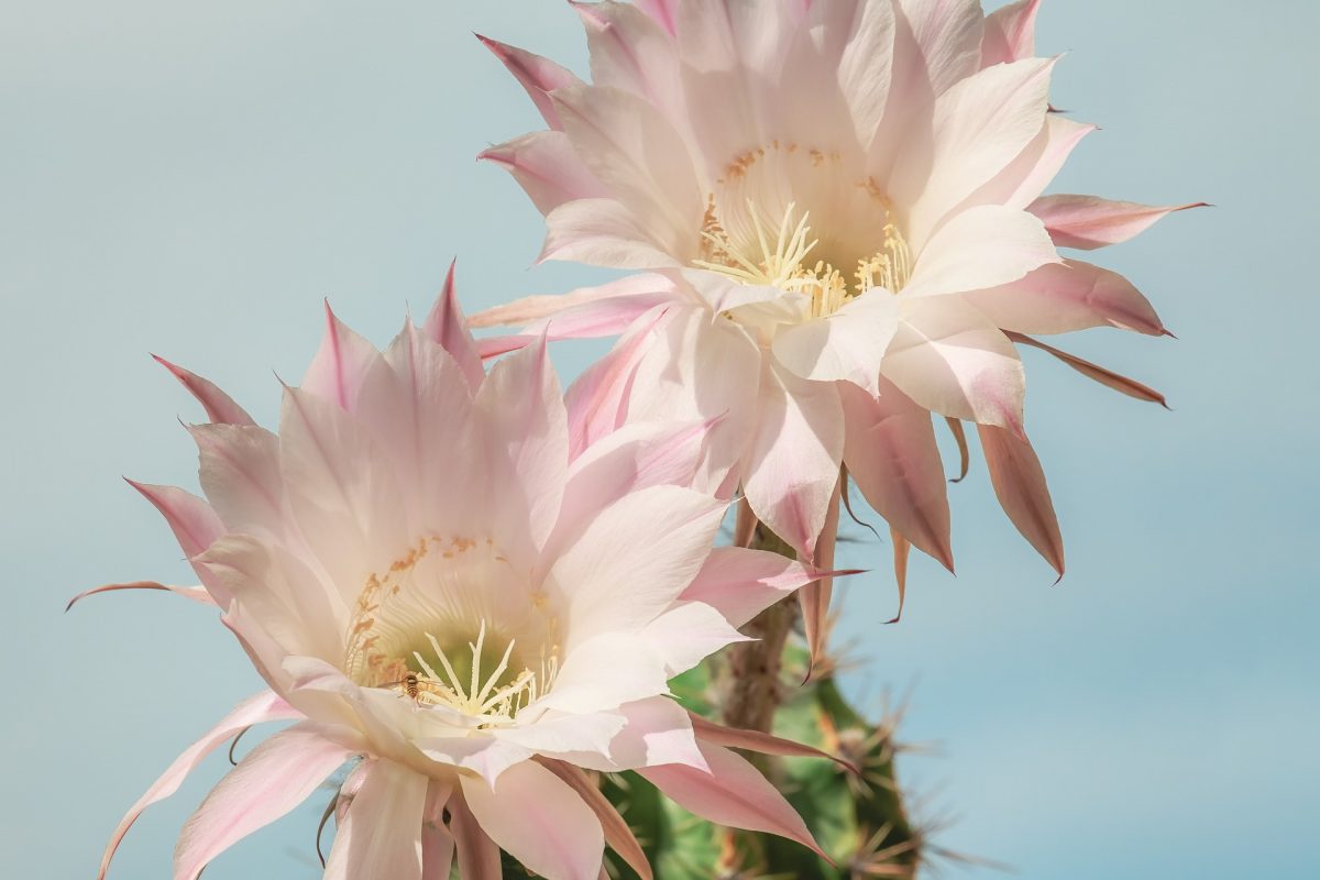 How to Care for Queen of the Night Cactus - Purple Flower